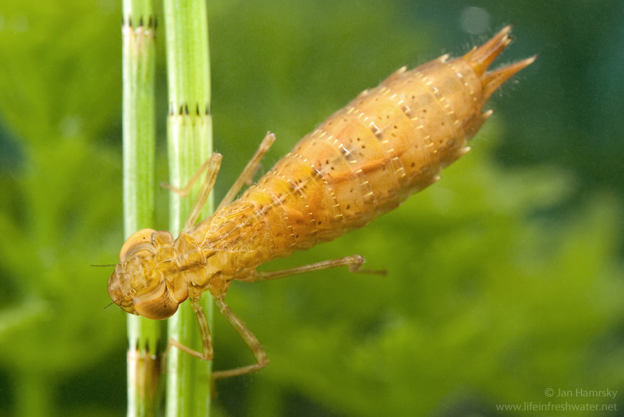 Darner dragonfly nymph (Aeshnidae) – NJ Watershed Watch Network