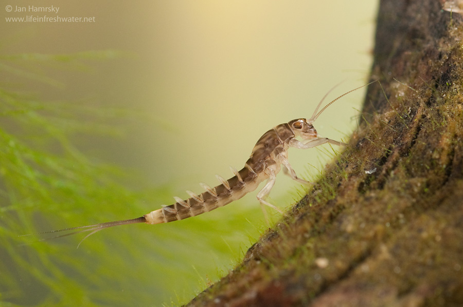 Minnow mayfly nymph (Baetidae) – NJ Watershed Watch Network