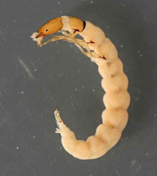 caddisfly – philopotamidae – wormaldia – bugguide mark melton – NJ ...
